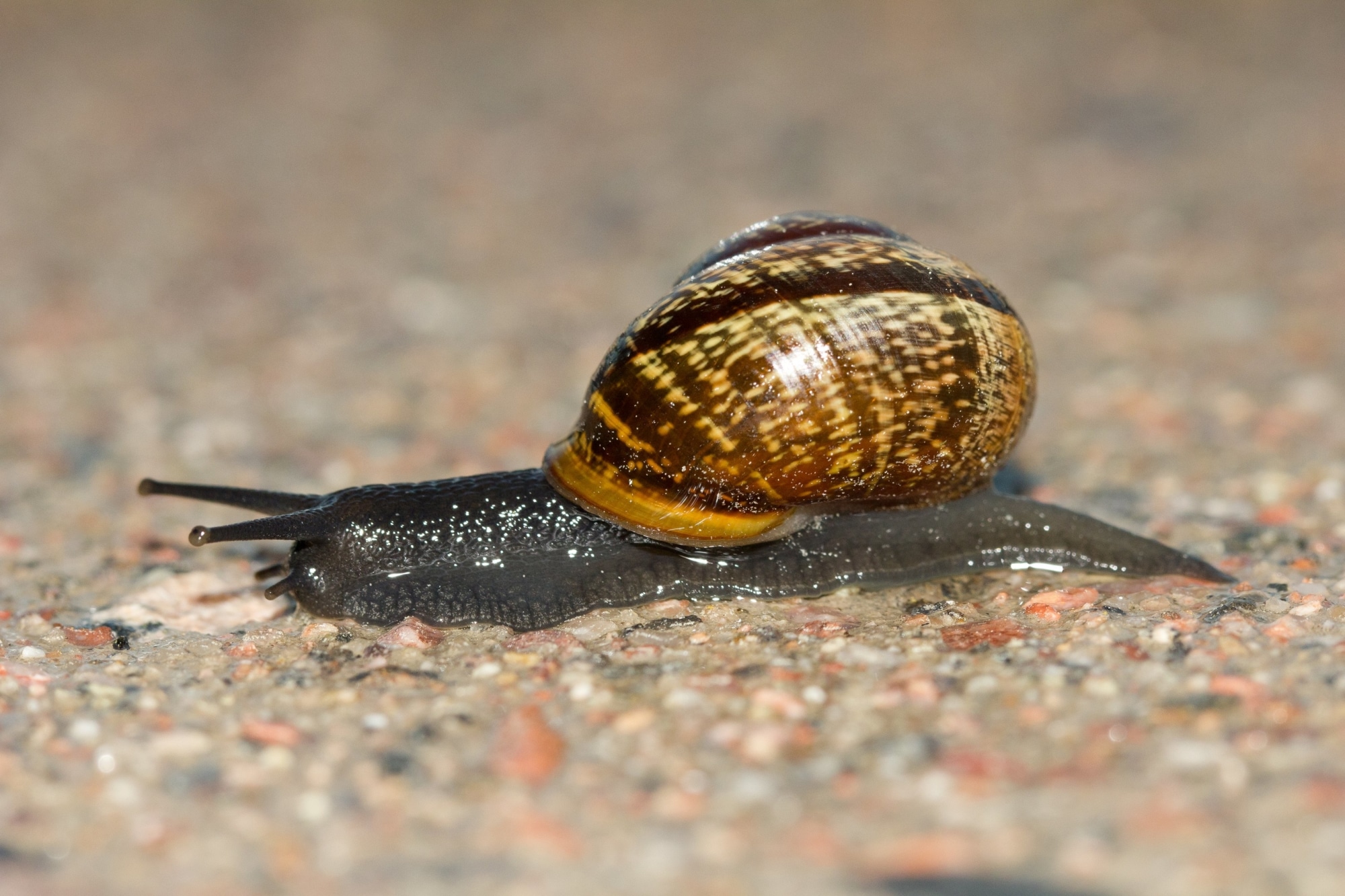Arianta arbustorum lehtokotilo - Substral