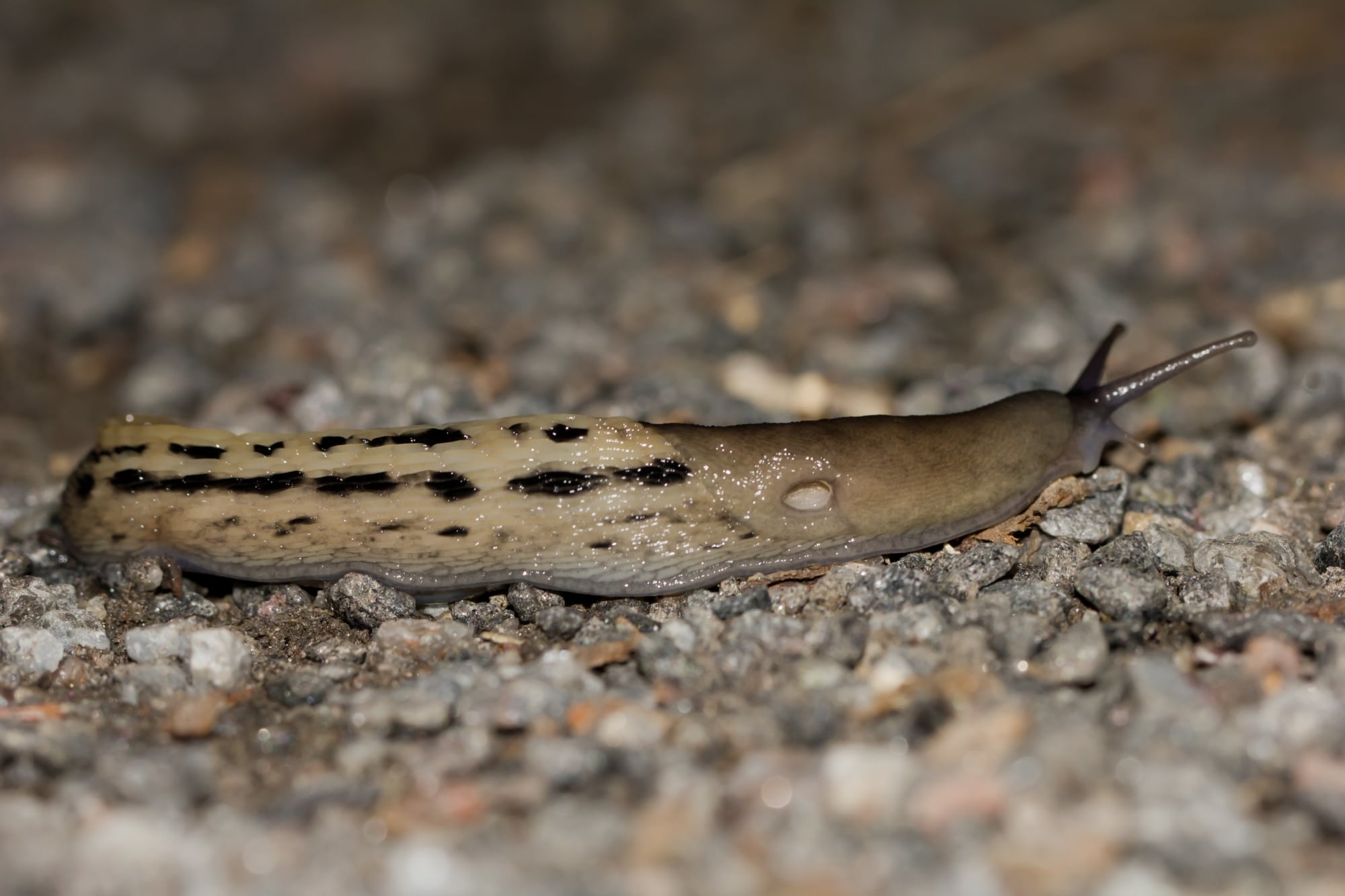 Limax cinereoniger ukkoetana - Substral