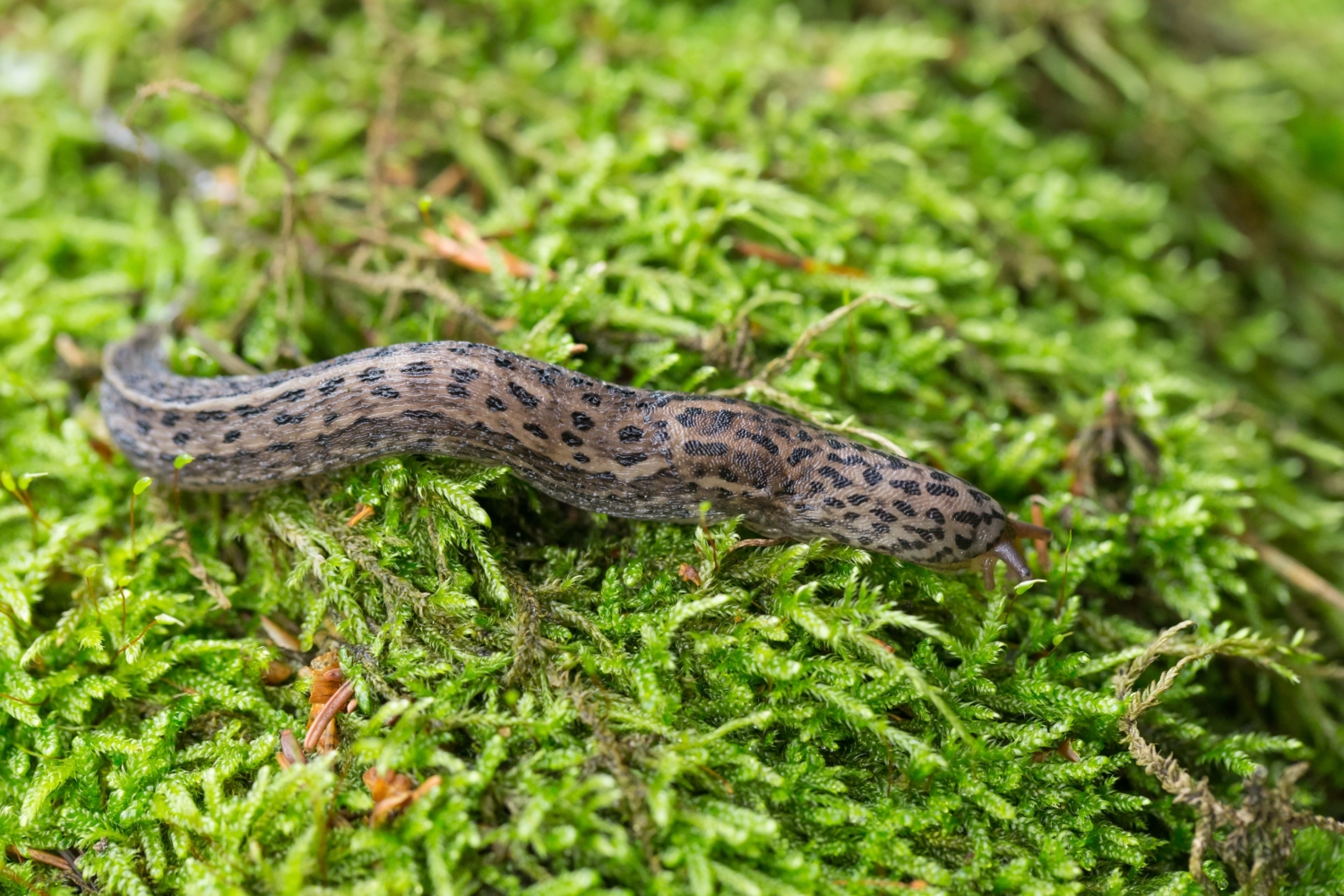 Limax maximus pantterietana - Substral
