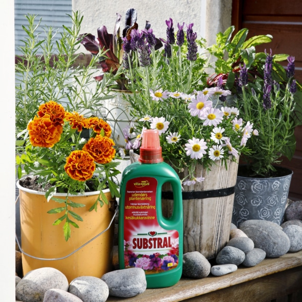 Näin onnistut: orkidean hoito ja ruukun valinta - Substral